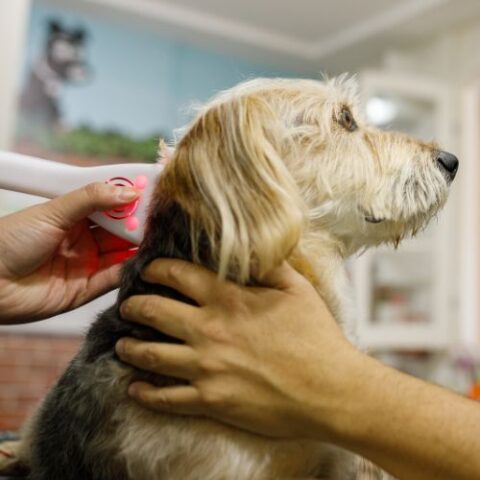 Dog Laser Therapy In North Carolina | Mobile Vet To Pet